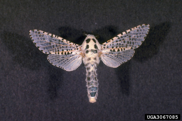 leopard moth (Zeuzera pyrina)