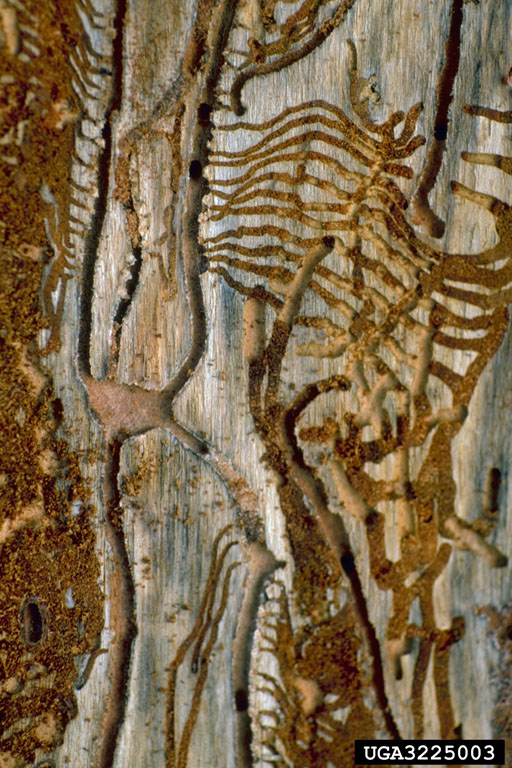 sixspined ips (Ips calligraphus (Germar, 1824))