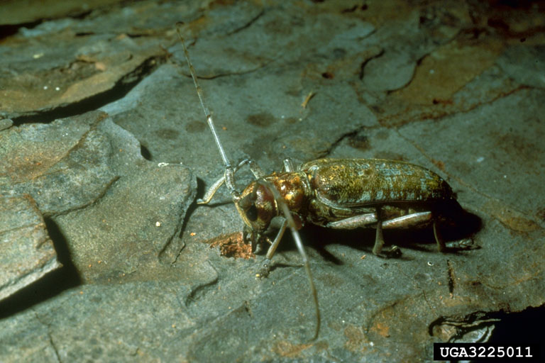 southern pine sawyer (Monochamus titillator ) on pine (Pinus spp ...