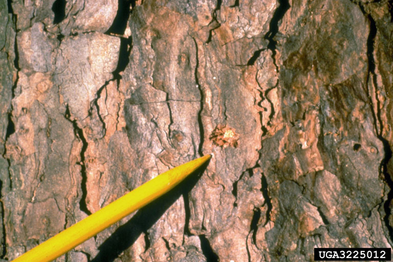 sawyer beetles (Monochamus spp. ) on pine (Pinus spp. ) - 3225012