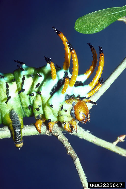 hickory horned devil (Citheronia regalis (Fabricius))