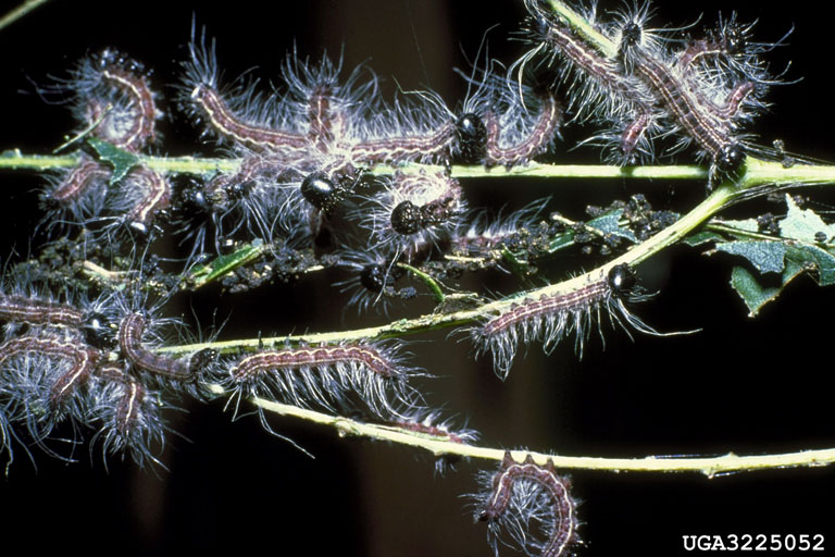 walnut caterpillar (Datana integerrima)