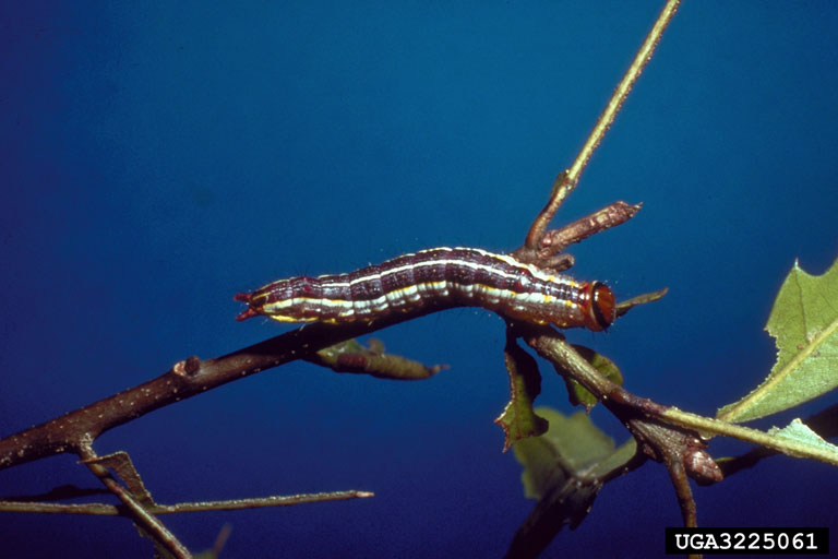 variable oakleaf caterpillar (Lochmaeus manteo Doubleday)