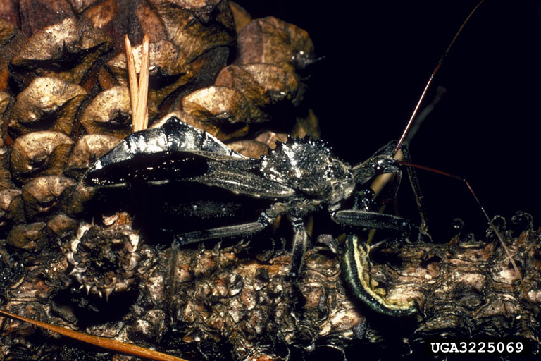 wheel bug (Arilus cristatus (Linnaeus))