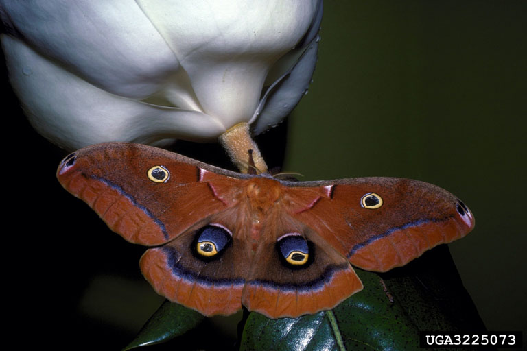 polyphemus moth (Antheraea polyphemus (Cramer))