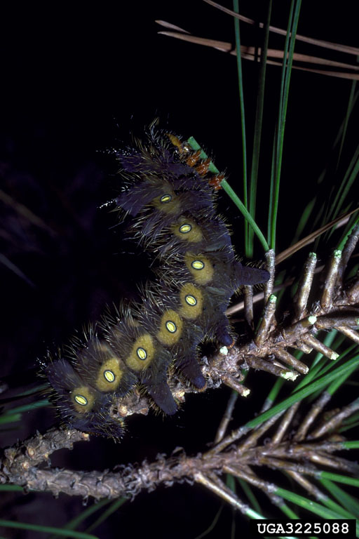 imperial moth (Eacles imperialis (Drury))