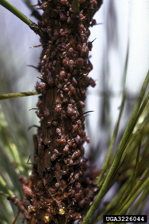 aphids (Family Aphididae)