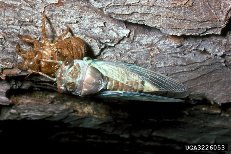 cicadas (Family Cicadidae)