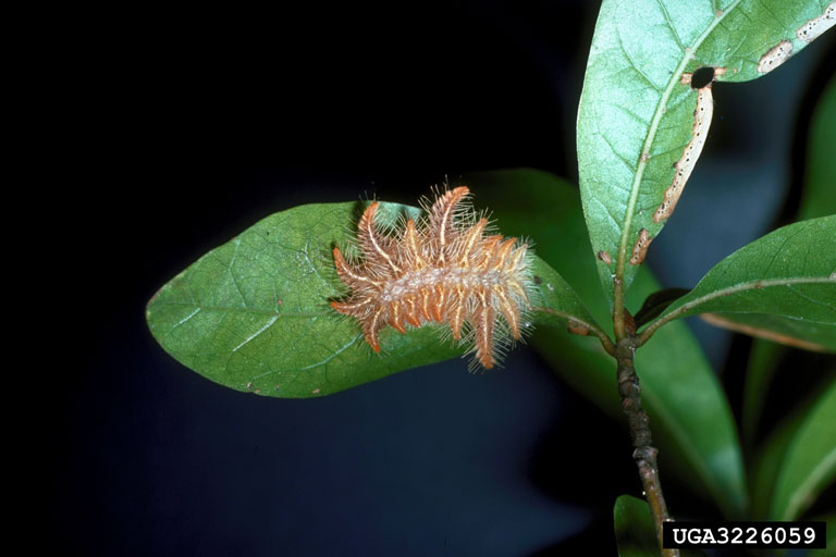 hag moth (Phobetron pithecium)