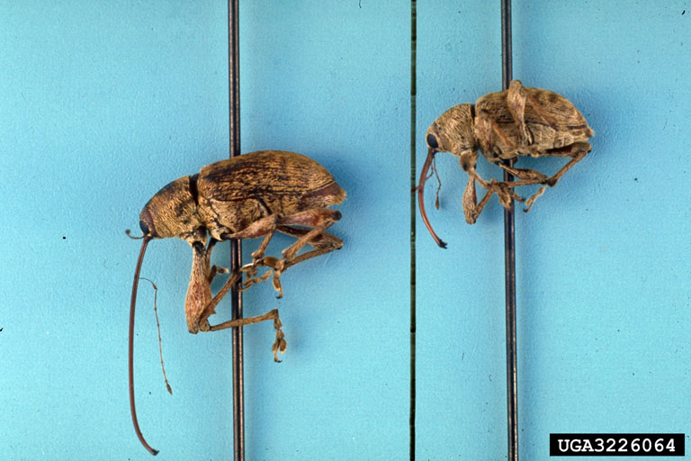 acorn and nut weevils (Genus Curculio Linnaeus 1758)