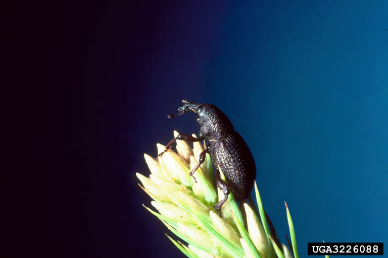 pales weevil (Hylobius pales (Herbst, 1797))