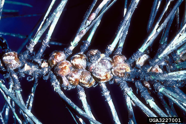 striped pine scale, Toumeyella pini (Hemiptera: Coccidae) - 3227001