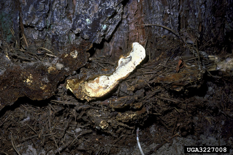 wood decay and heart rots of hardwoods (Genus Fomes)