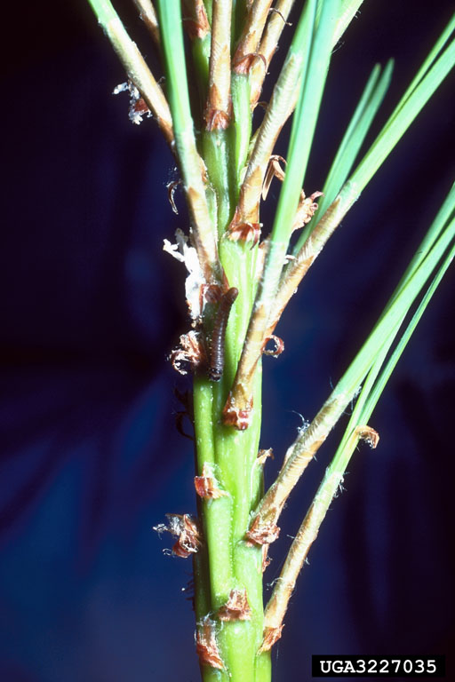 blister coneworm (Dioryctria clarioralis (Walker))