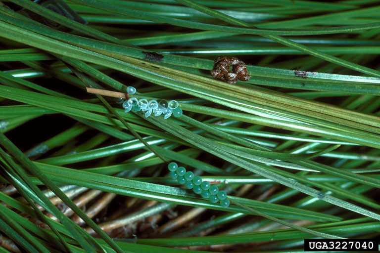 shieldbacked pine seed bug (Tetyra bipunctata (Herrich-Schaffer))