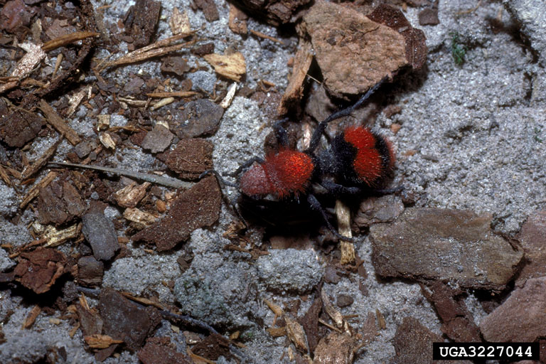 velvet ant (Family Mutillidae)