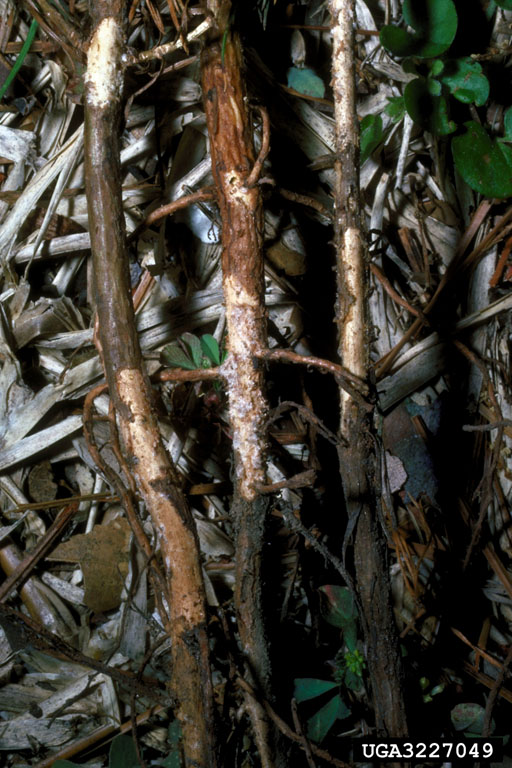 pales weevil (Hylobius pales)