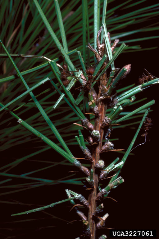 Texas leaf-cutter ant (Atta texana (Buckley))