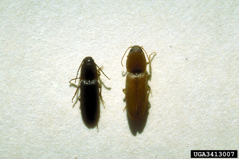 click beetles (Genus Conoderus)