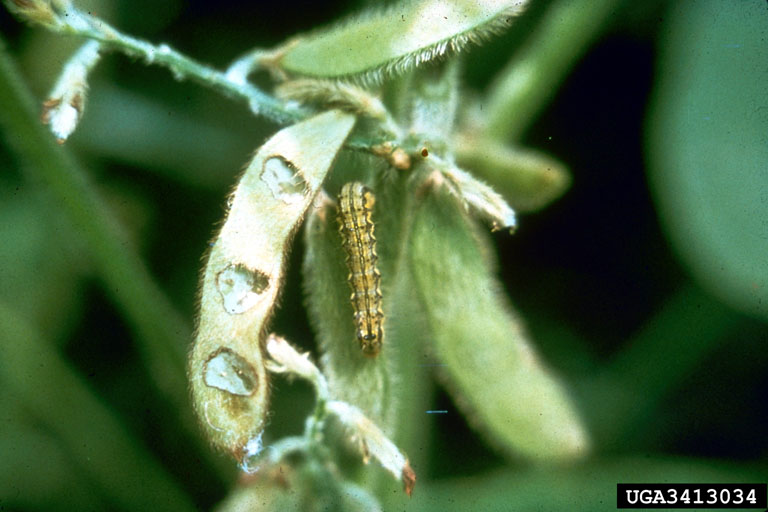 corn earworm, tomato fruitworm (Helicoverpa zea (Boddie))