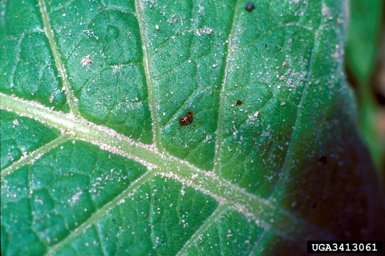 tobacco flea beetle (Epitrix hirtipennis)