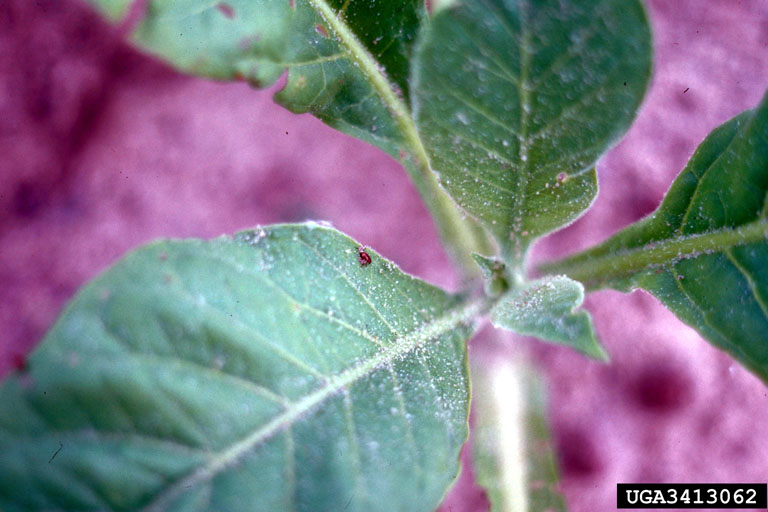tobacco flea beetle (Epitrix hirtipennis)