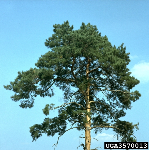 Scots pine (Pinus sylvestris)