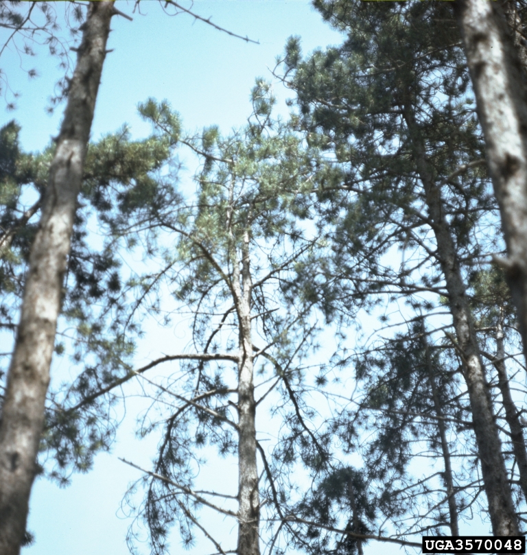 Austrian pine (Pinus nigra)