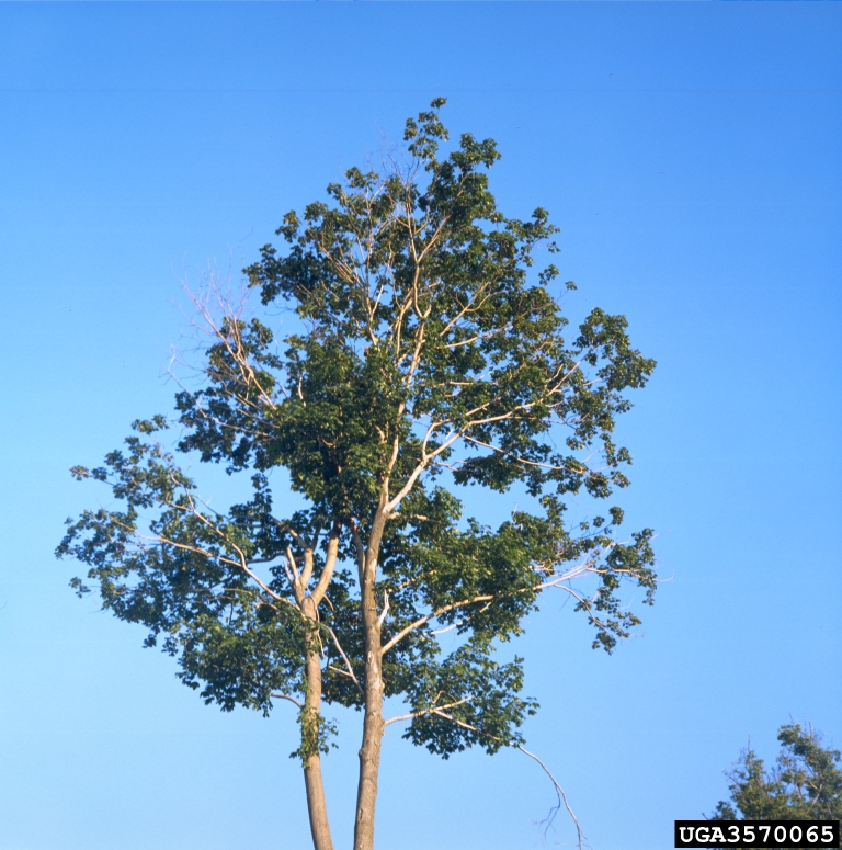 maple (Genus Acer L.)