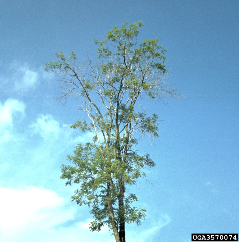 ash (Genus Fraxinus)