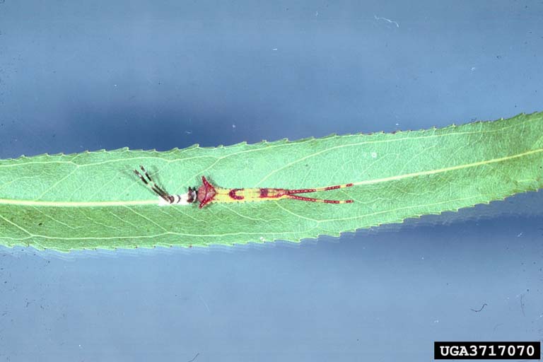 western furcula (Furcula occidentalis (Lintner))