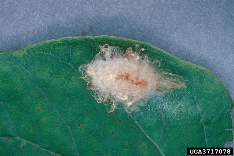 puss caterpillar (Megalopyge opercularis)