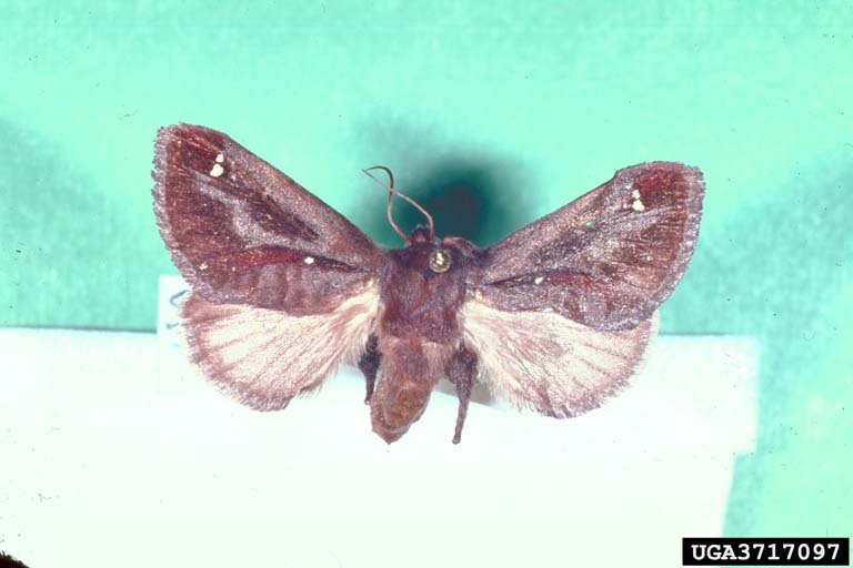 saddleback caterpillar (Acharia stimulea (Clemens))