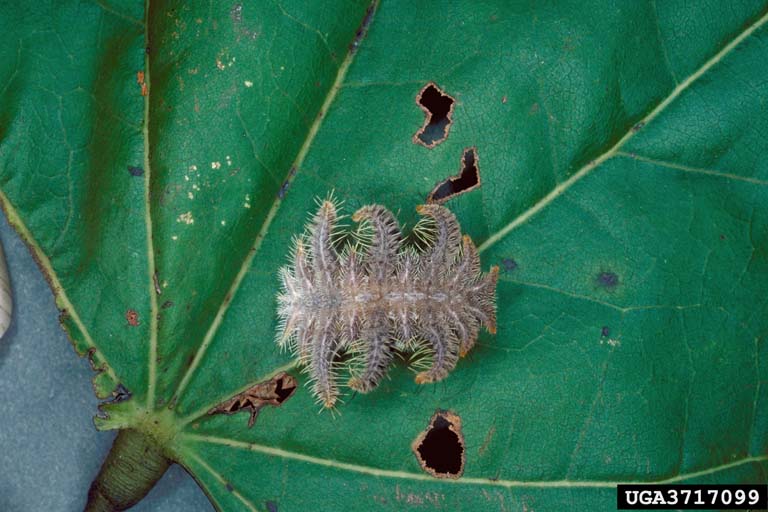 hag moth (Phobetron pithecium (J.E. Smith))