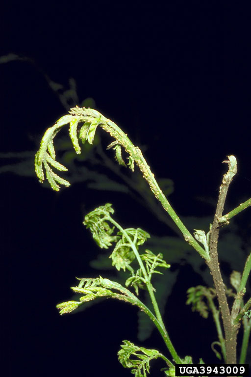 leucaena psyllid (Heteropsylla cubana)