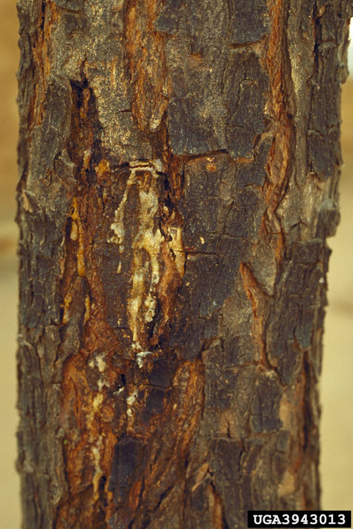 Java black rot (Lasiodiplodia theobromae ) on neem (Azadirachta indica ...