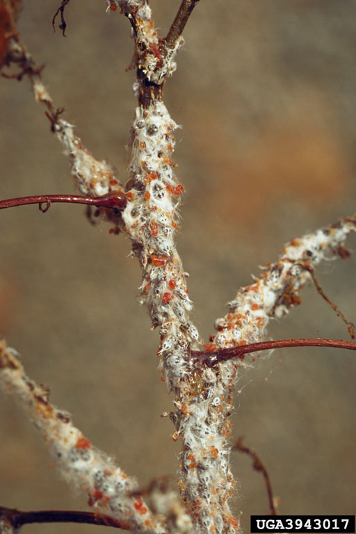 striped mealybug (Ferrisia virgata (Cockerell))
