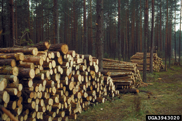 conifer sawfly (Diprion pini)