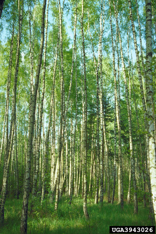 birch (Genus Betula)
