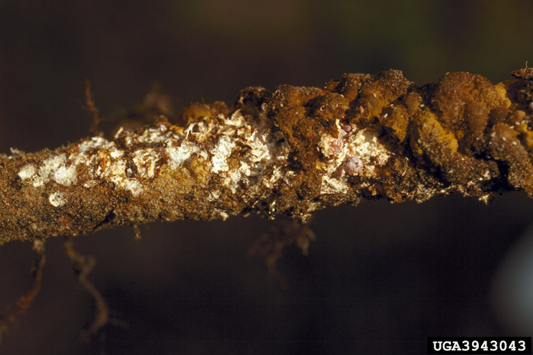pineapple mealybug (Dysmicoccus brevipes)
