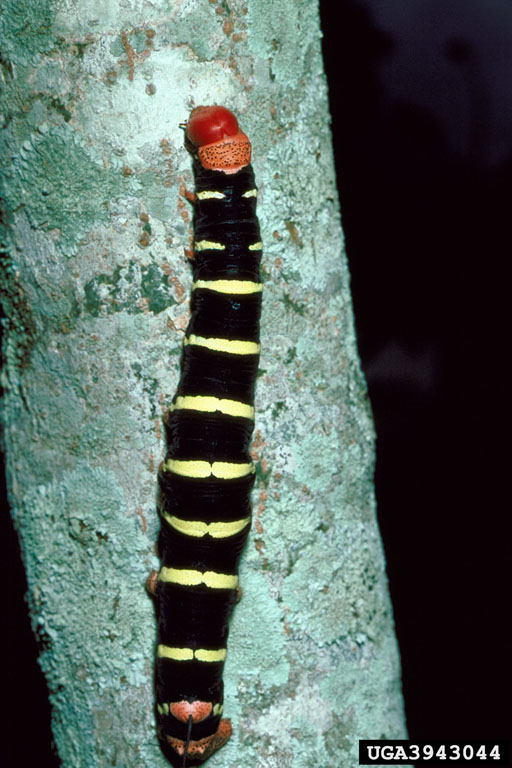 butterflies, moths or skippers (Order Lepidoptera)
