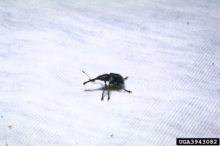 chestnut weevil (Mecorhis cumulatus)