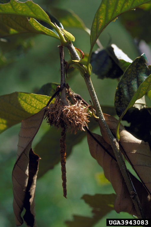 chestnut weevil (Mecorhis cumulatus)