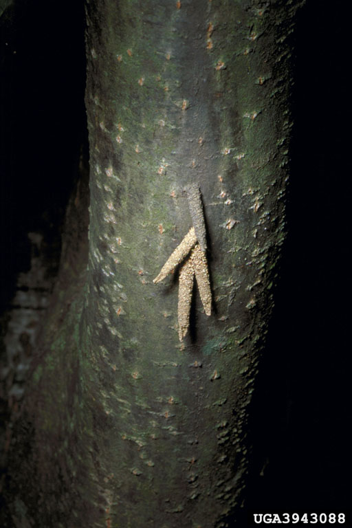 butterflies, moths or skippers (Order Lepidoptera)