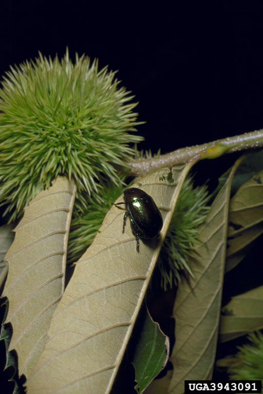 white grubs, scarabs, scarab beetles (Family Scarabaeidae)