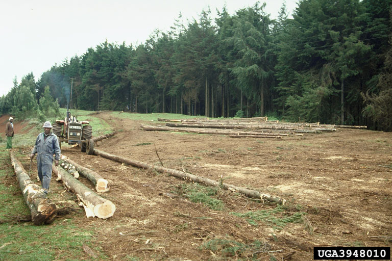 harvesting on Mexican cypress/cedar of Goa (Cupressus lusitanica ...