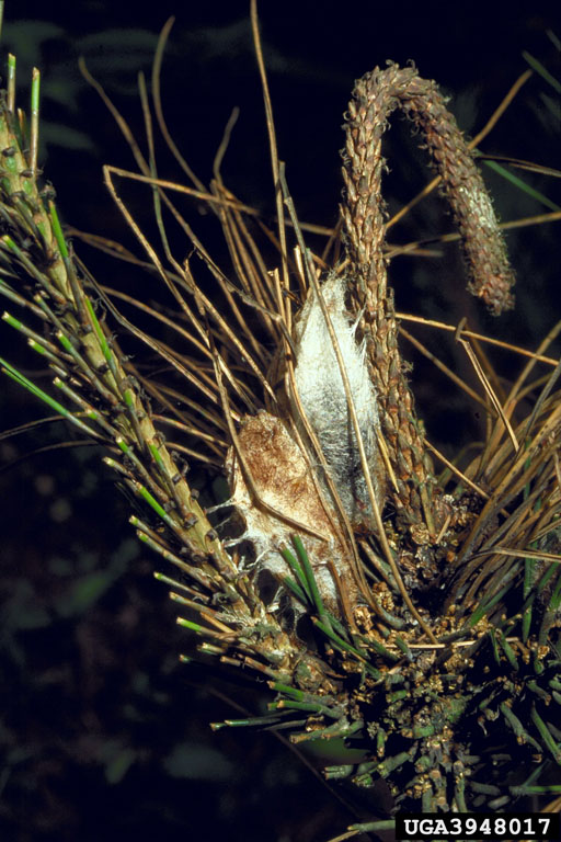 Masson pine caterpillar (Dendrolimus punctatus)
