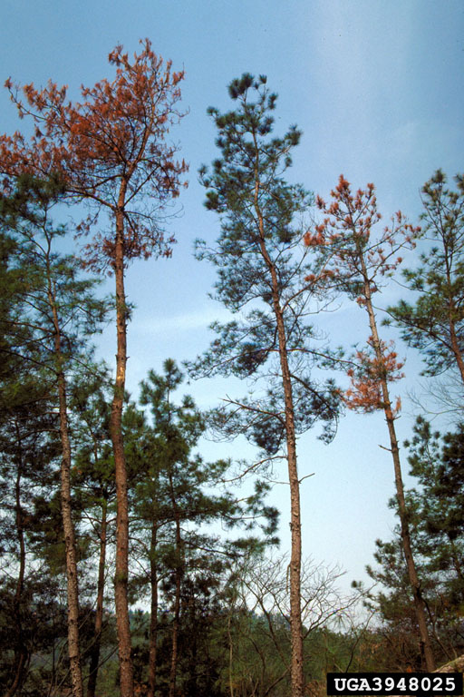 pine wilt nematode (Bursaphelenchus xylophilus)