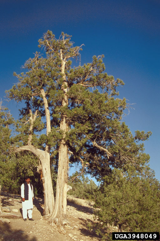 Indian Juniper (Juniperus polycarpos K. Koch)