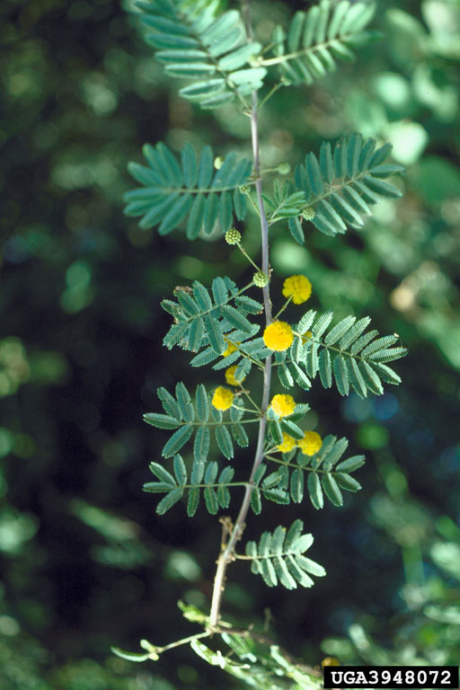 Vachellia nilotica subsp. nilotica